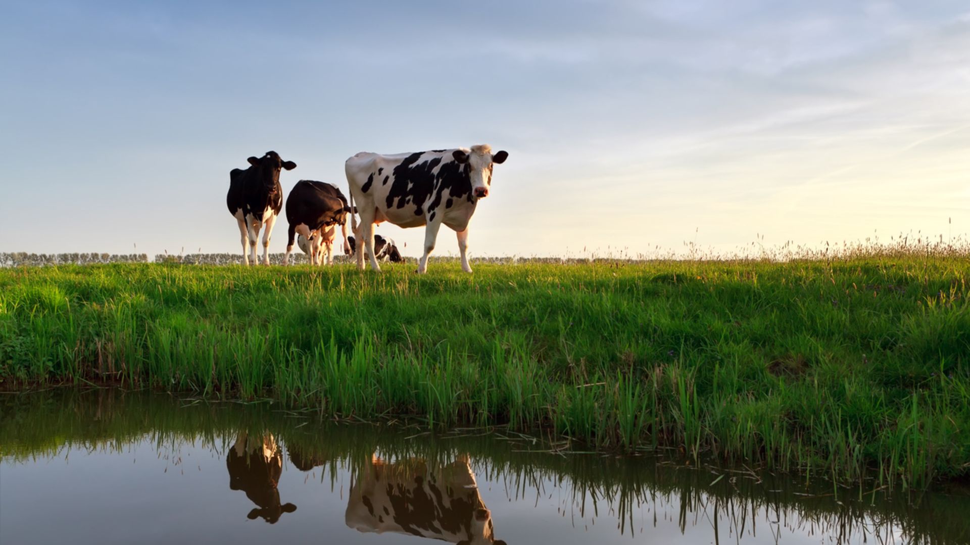 Wat er komt kijken bij een koe in de wei - Nederland Voedselland