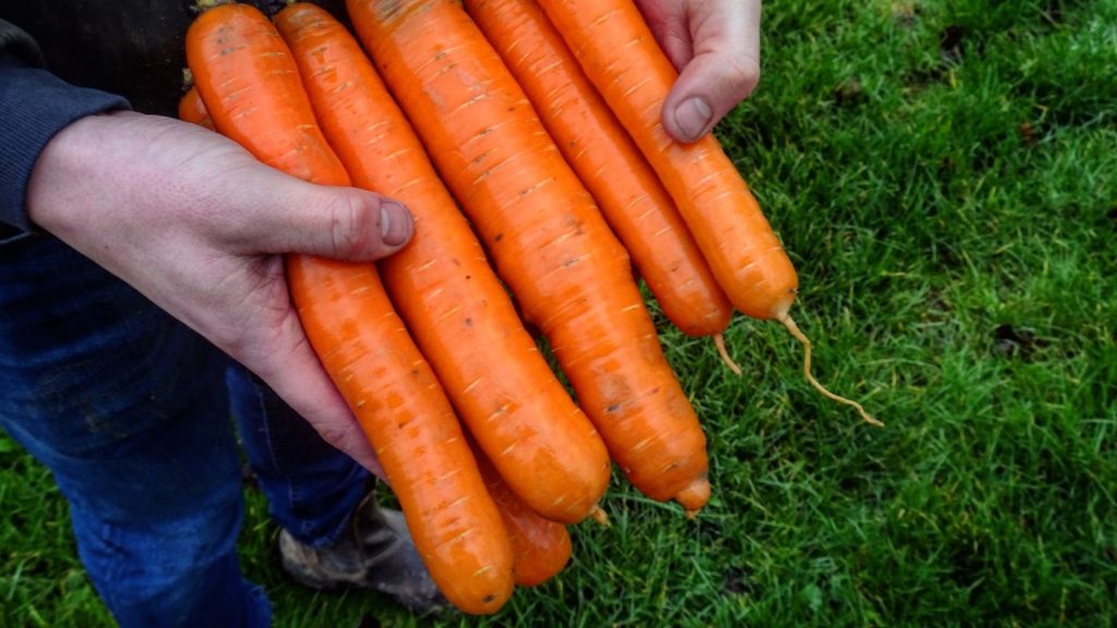 Wat krijgt de boer voor een PlanetProof-peen? - Nederland Voedselland